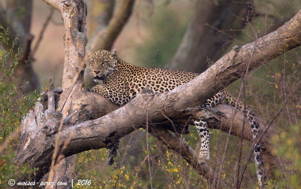 Moises Perez | Digital Media Specialist » Leopard in Uganda